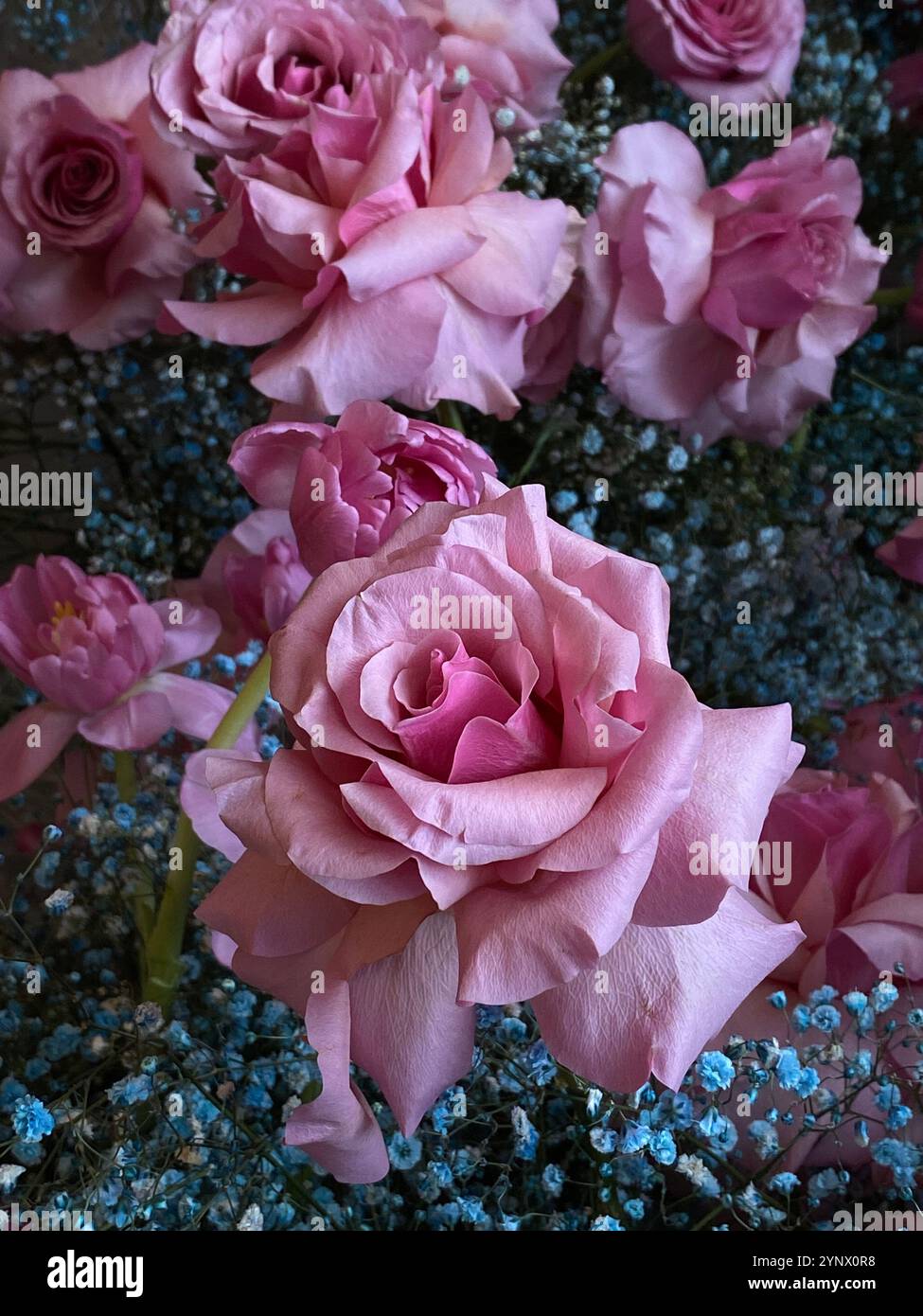 Baby roses hi-res stock photography and images - Alamy