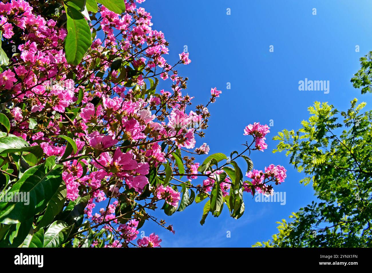 Giant crepe-myrtle flowers on tree (Lagerstroemia speciosa), Rio de ...