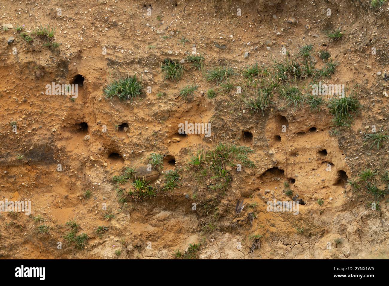 Nesting holes in a vertical sandy cliff excavated by sand martins ...