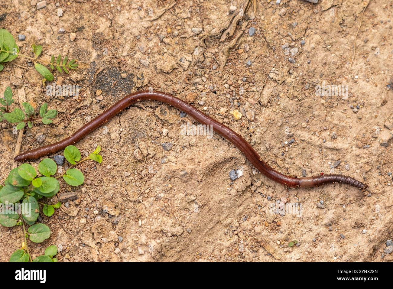 Worm ecosystem hi-res stock photography and images - Alamy