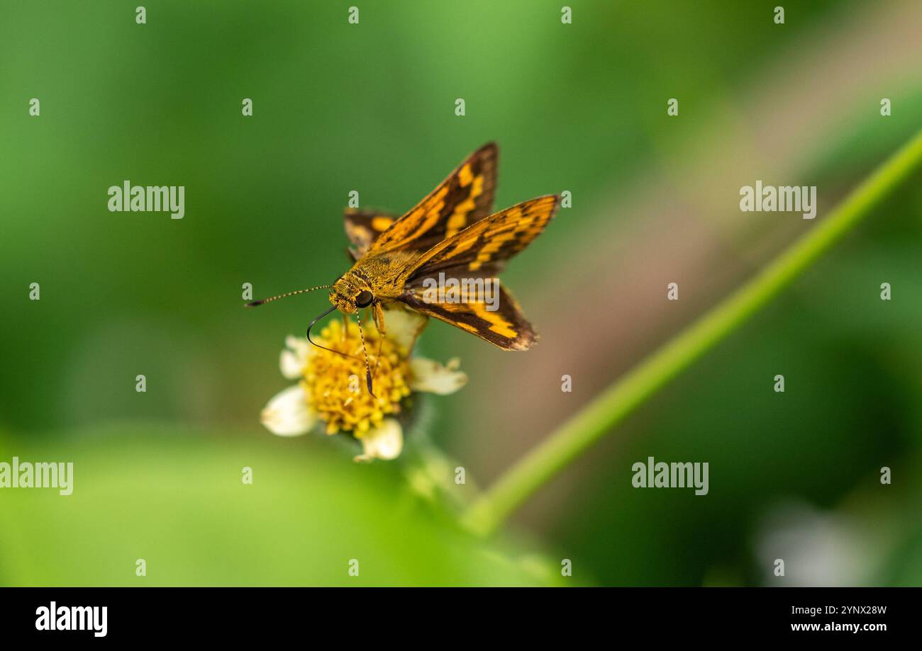 Lesser dart hi-res stock photography and images - Alamy