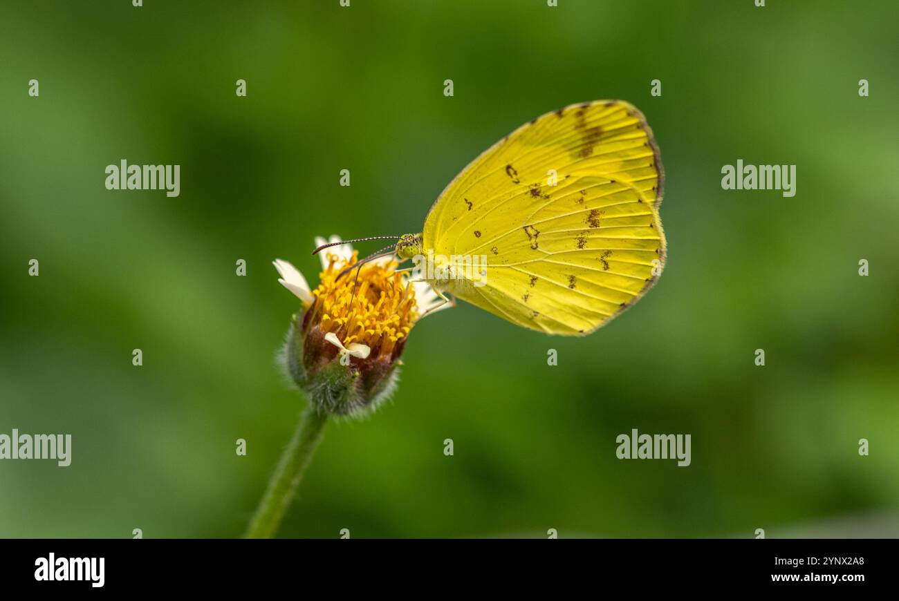 Common Grass Yellow Stock Photo - Alamy