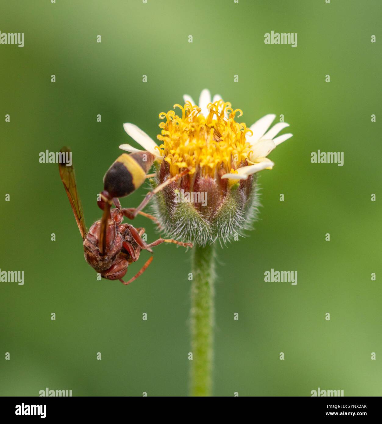 common paper wasp, Ropalidia fasciata Stock Photo - Alamy