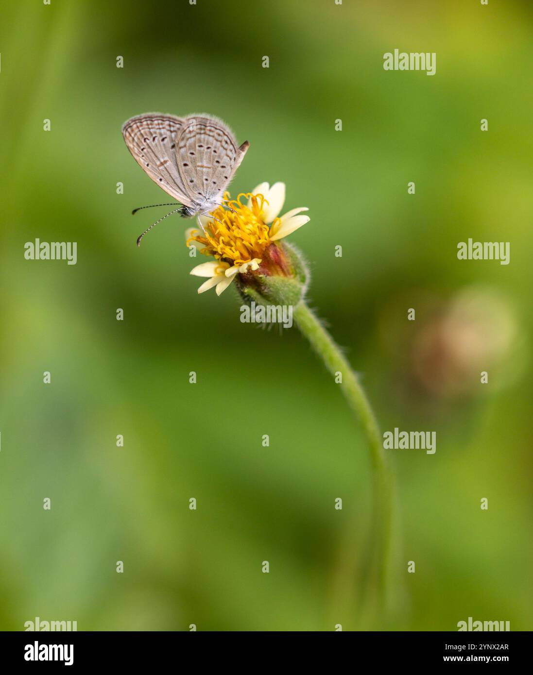 Tiny antennae hi-res stock photography and images - Alamy