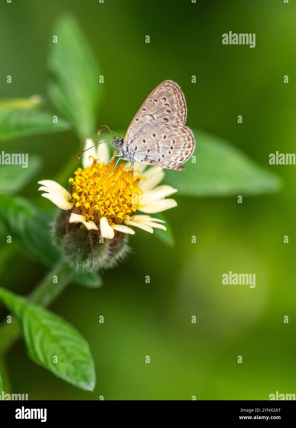 Tiny grass blue Stock Photo - Alamy