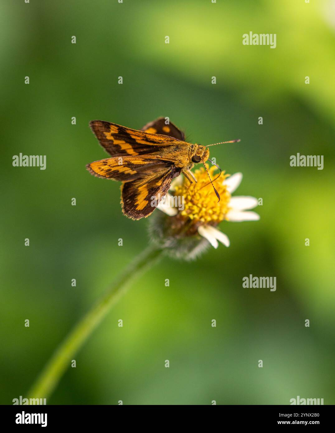 Lesser dart hi-res stock photography and images - Alamy