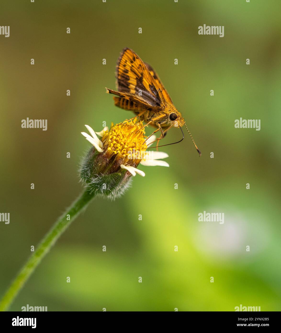 Lesser dart hi-res stock photography and images - Alamy