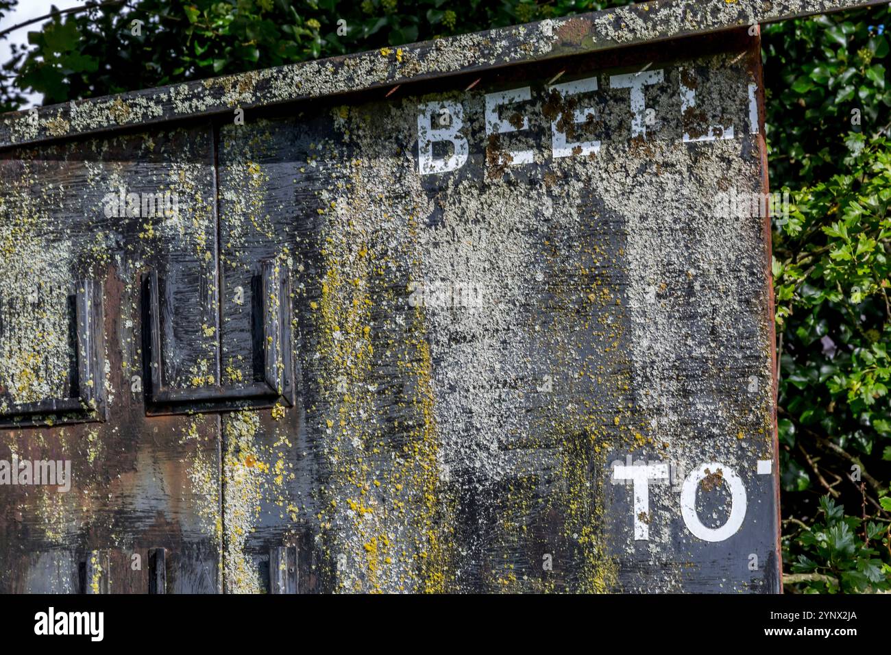 Old norfolk cattle hi-res stock photography and images - Alamy