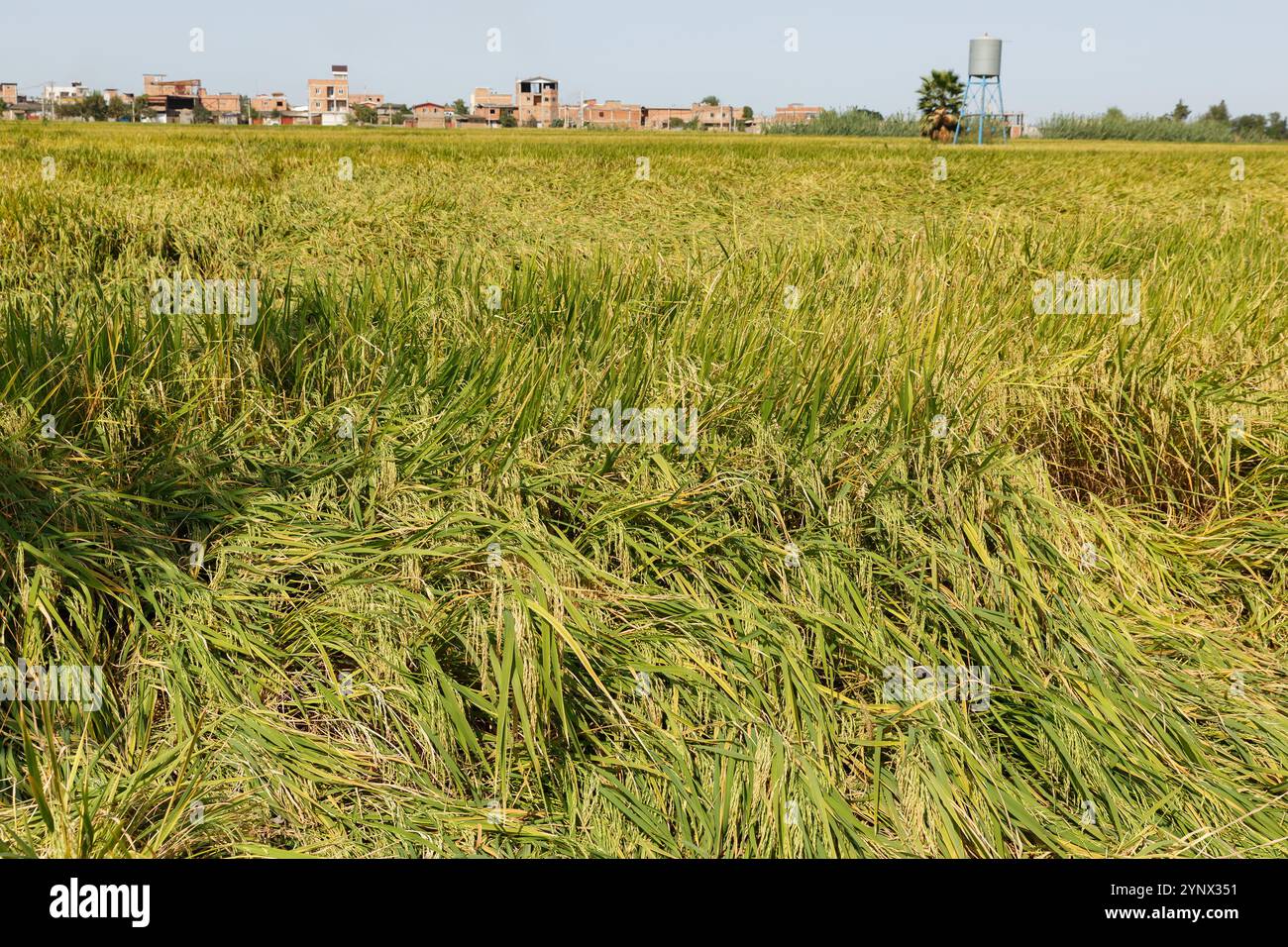 Rice irrigation iran hi-res stock photography and images - Alamy