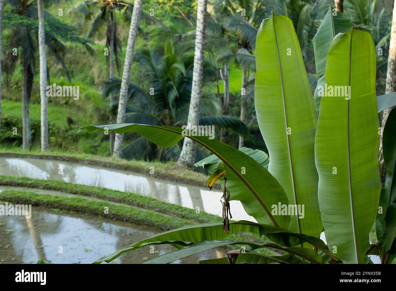The iconic rice terraces of Ubud, Bali, showcase the beauty of ...