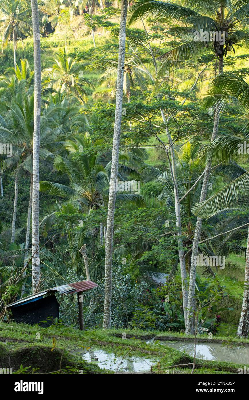The iconic rice terraces of Ubud, Bali, showcase the beauty of ...