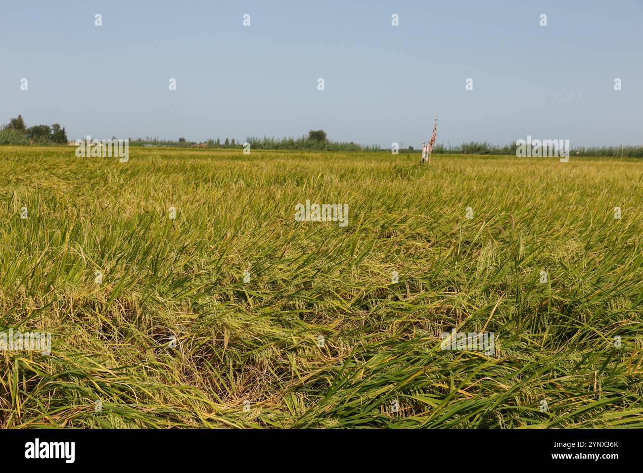 Expansive rice fields flourish under clear blue skies in Iran ...