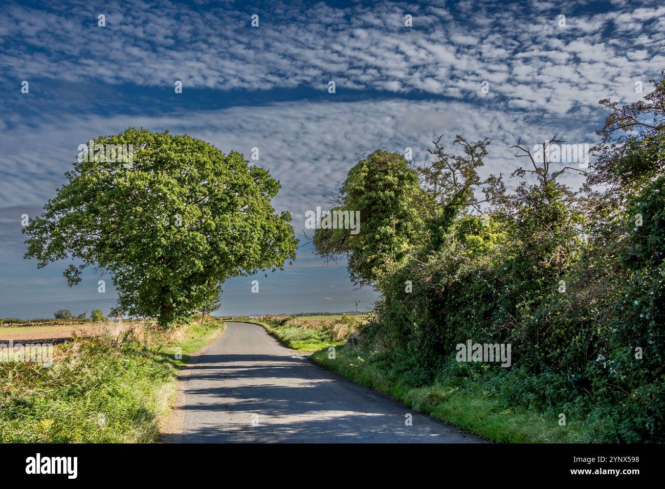 Old norfolk cattle hi-res stock photography and images - Alamy Old norfolk cattle hi-res stock photography and images - Alamy