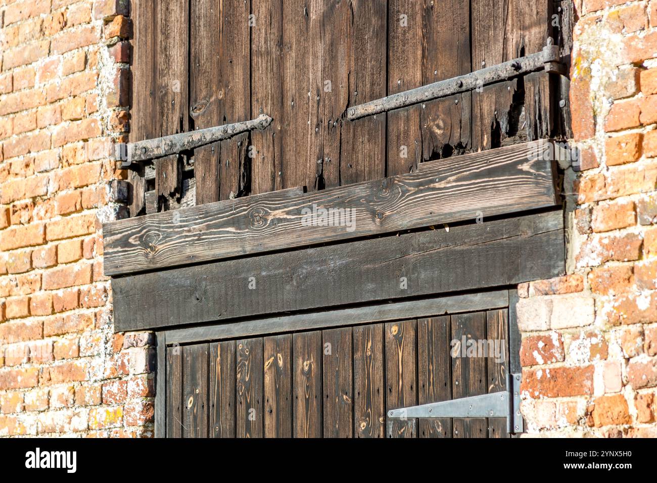 Old norfolk cattle hi-res stock photography and images - Alamy