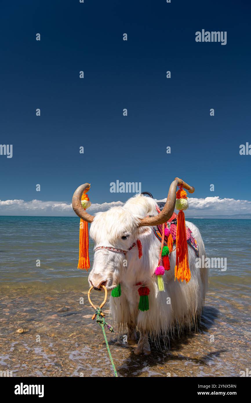 A cute white yak standing on the shores of Qinghai lake, China, blue ...