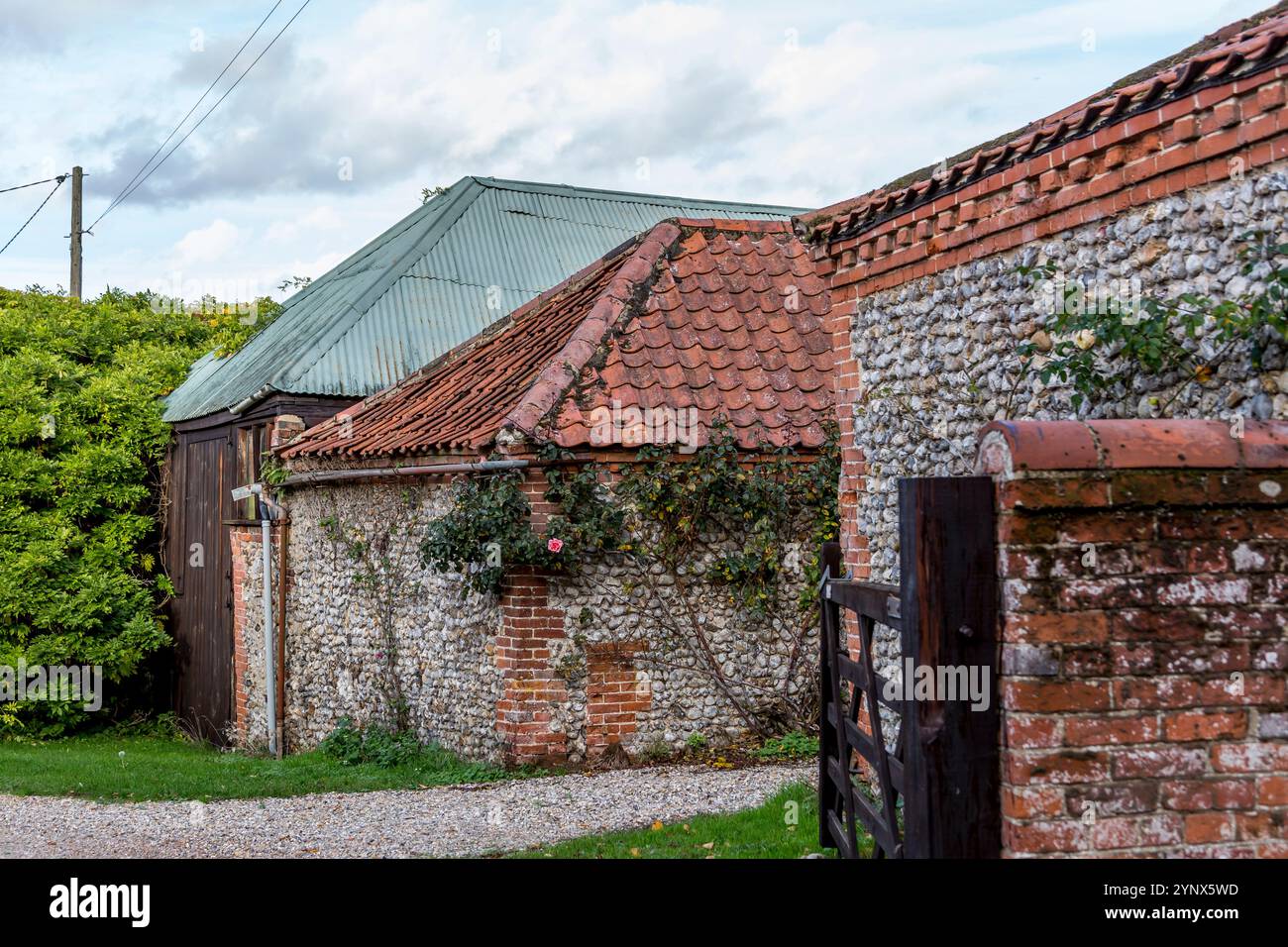 Old norfolk cattle hi-res stock photography and images - Alamy