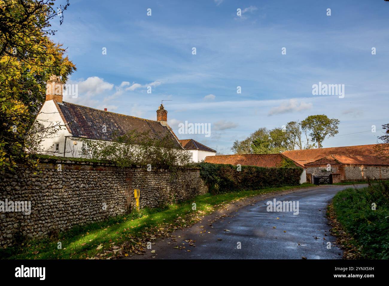 Old norfolk cattle hi-res stock photography and images - Alamy