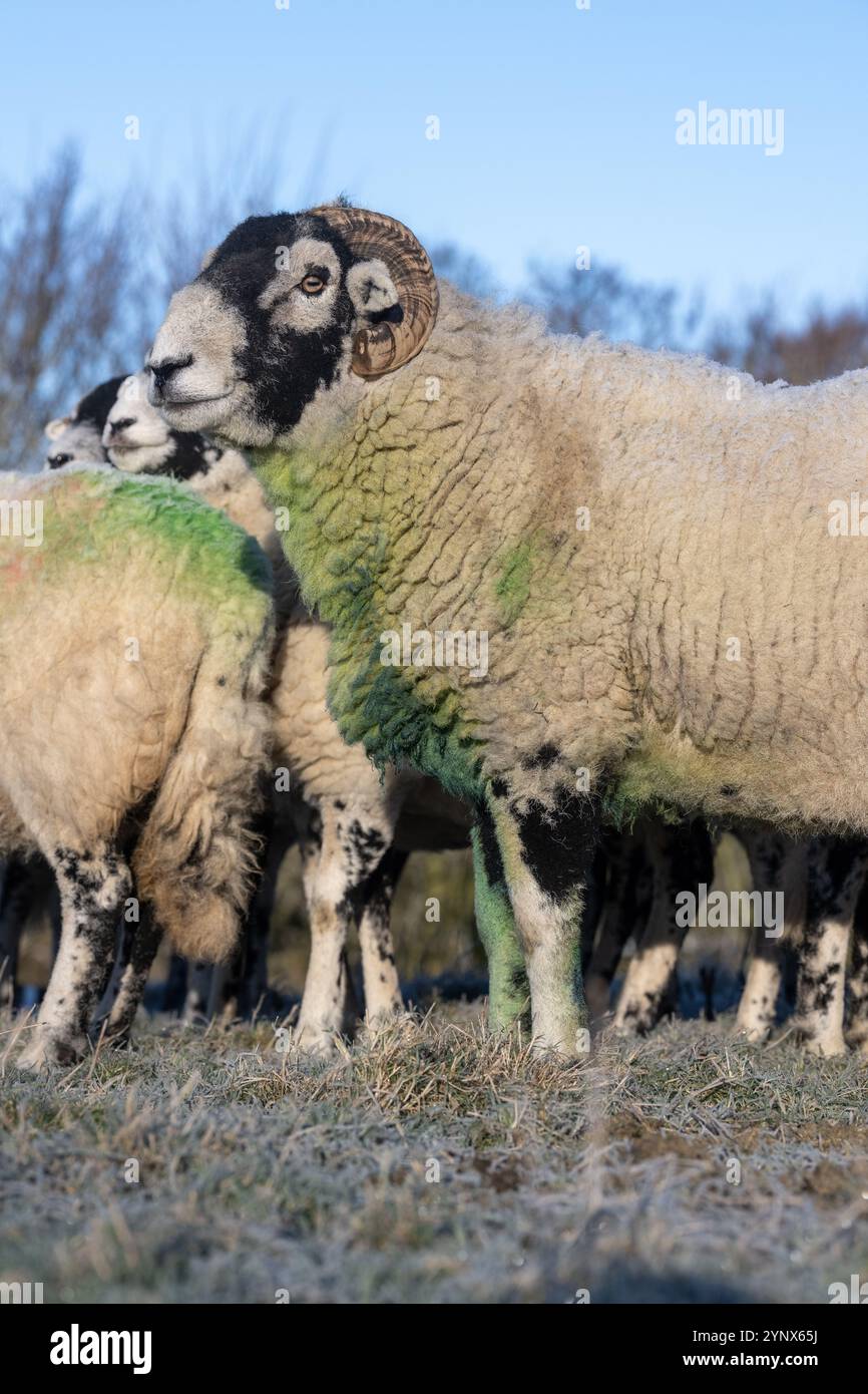 Swaledale ram, covered in raddle, in tupping time with his flock of ...