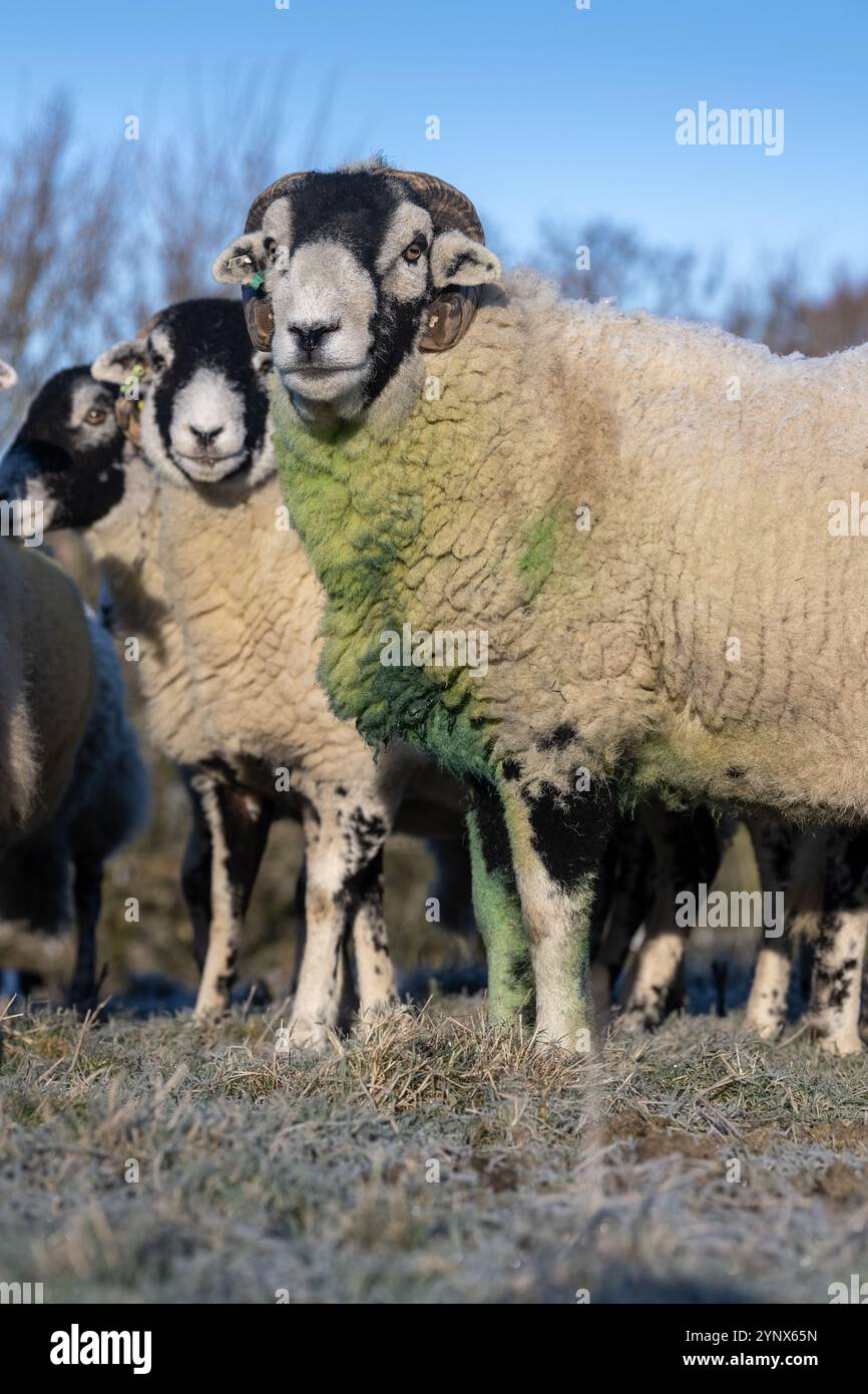 Tupping livestock hi-res stock photography and images - Alamy