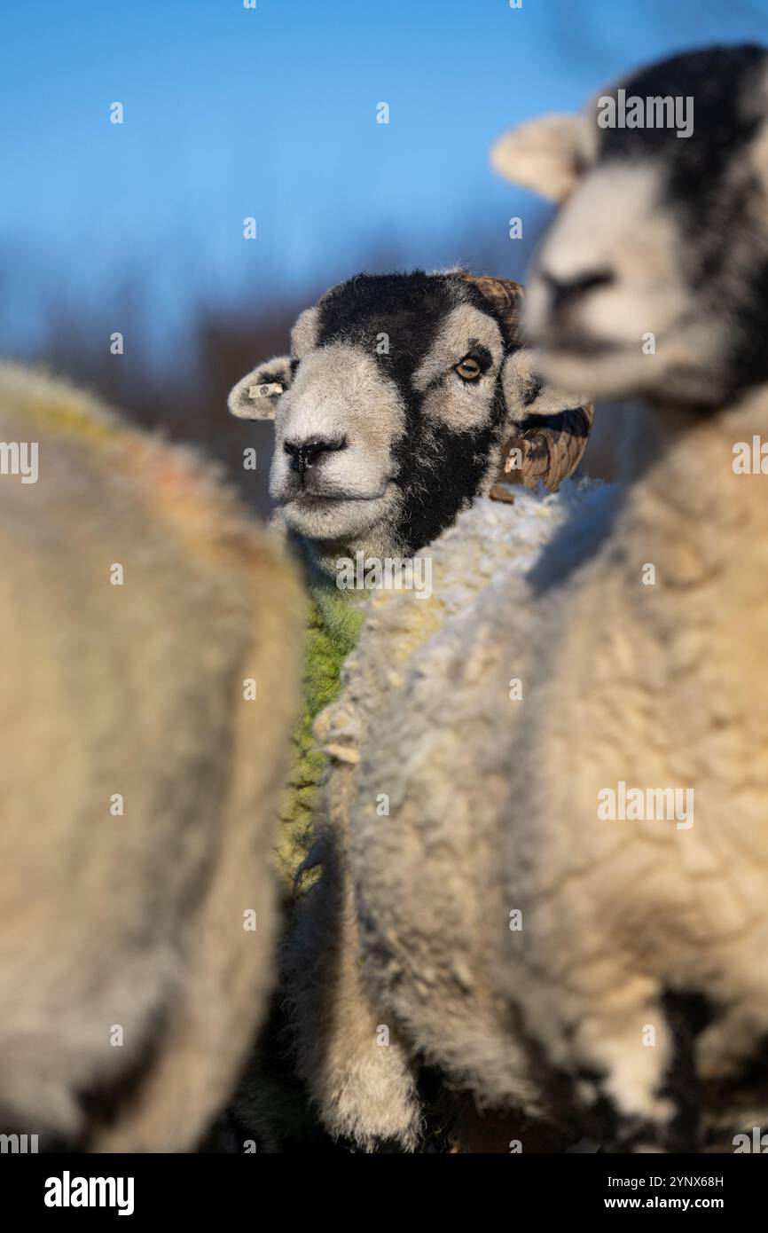 Tupping season hi-res stock photography and images - Alamy