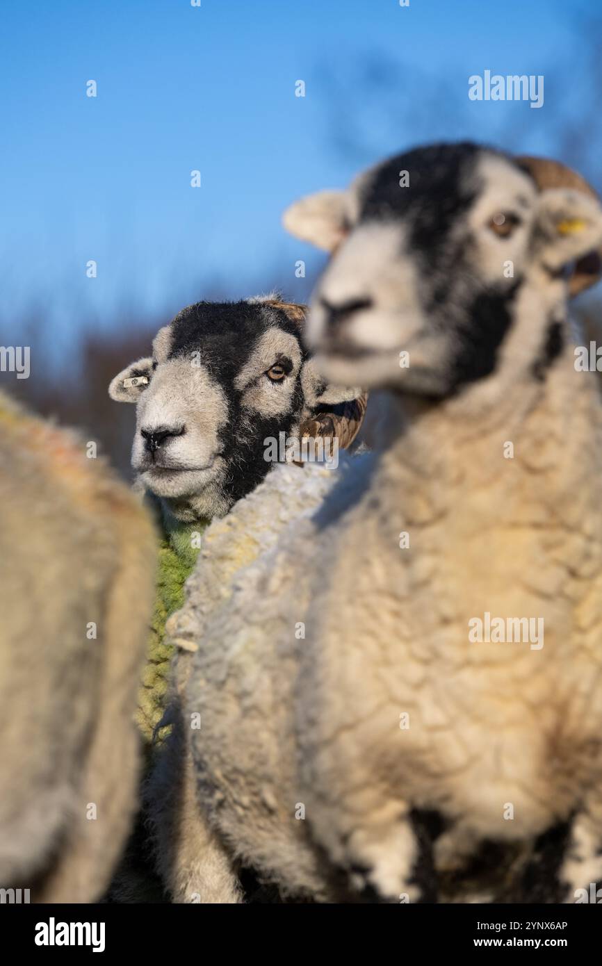 Tupping season hi-res stock photography and images - Alamy