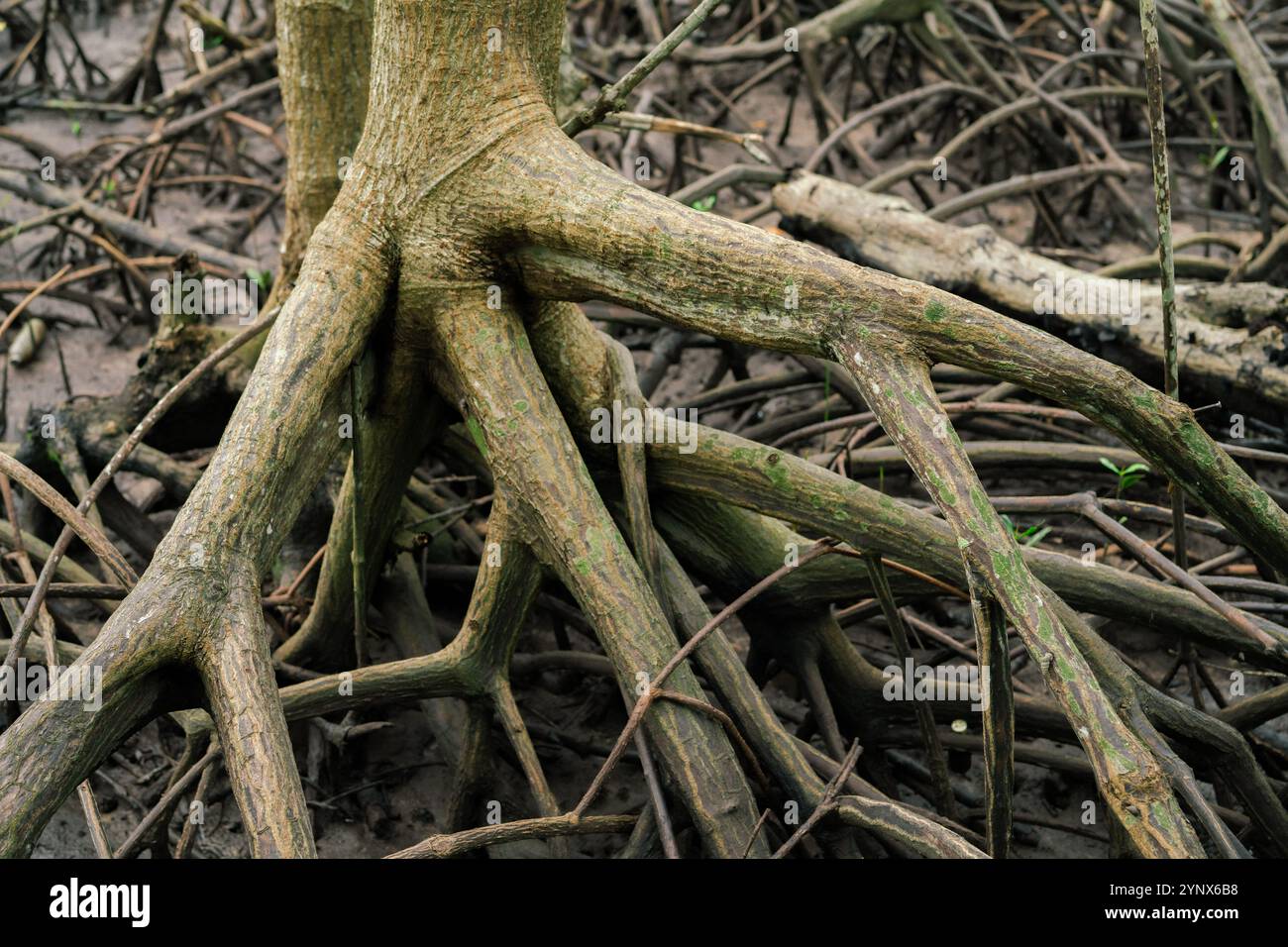 Mangrove roots in tropical coastal forest. Wetland ecosystem. Natural ...