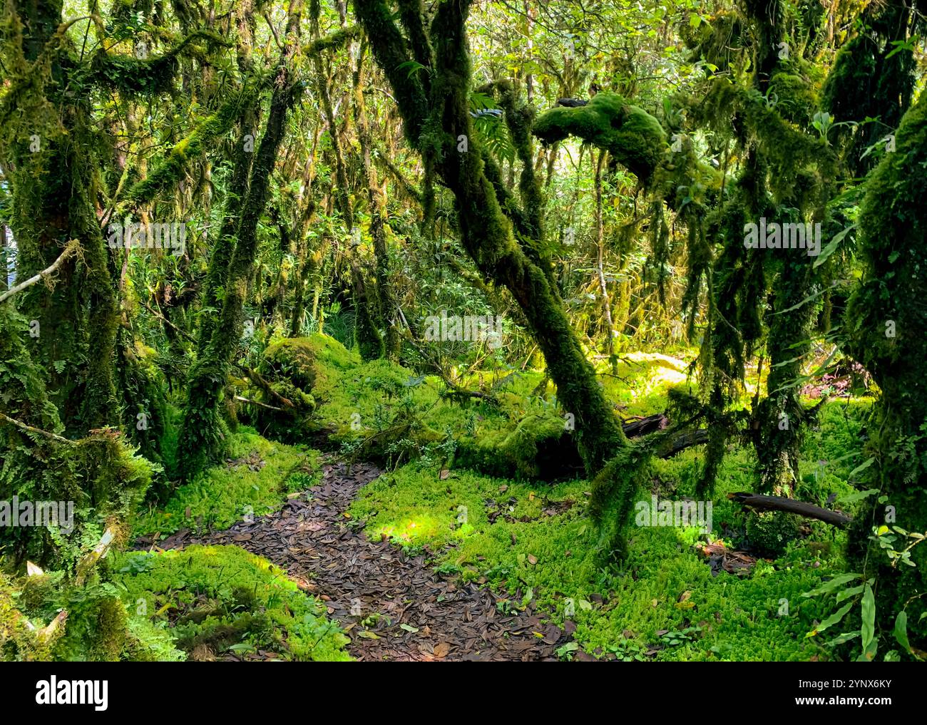 Peaceful forest trail winding hi-res stock photography and images - Alamy