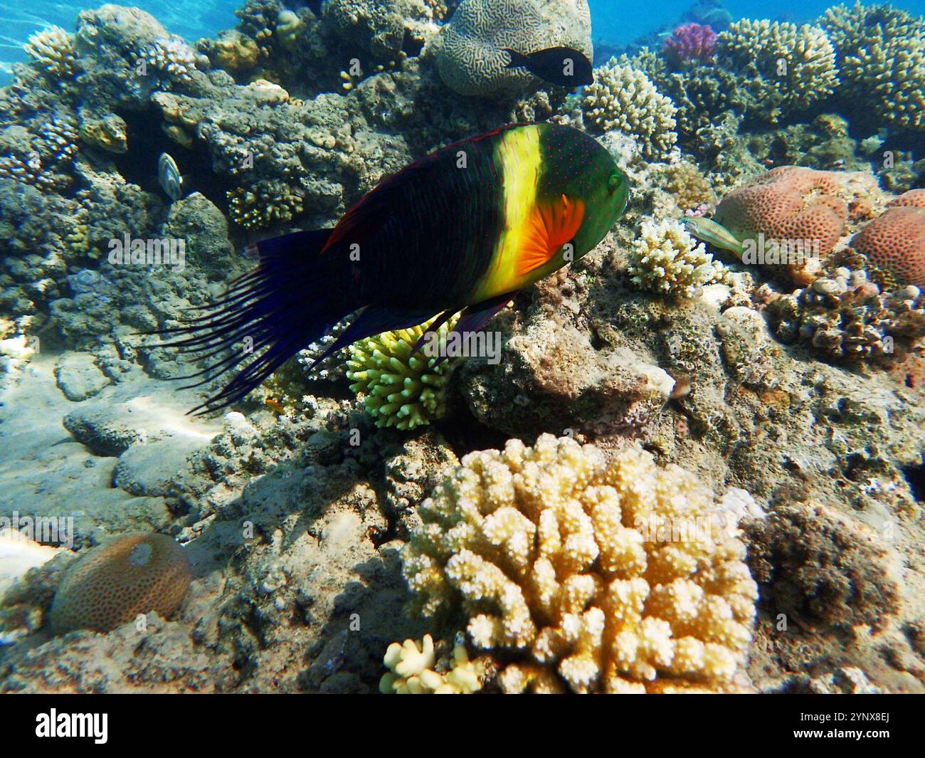 Broomtail wrasse (Cheilinus lunulatus) fish from the red sea Stock ...