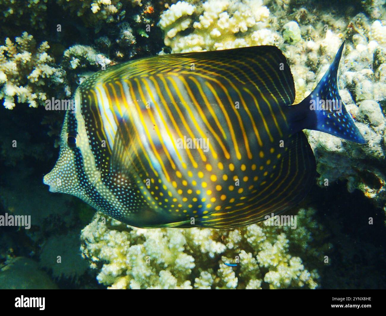 Indian sailfin tang (Zebrasoma desjardinii) fish,Desjardin's sailfin ...