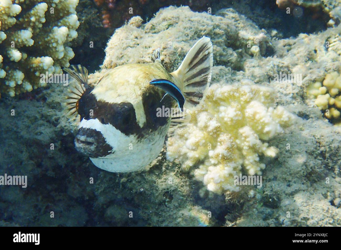 The masked puffer, Arothron diadematus fish from the Red sea Stock ...