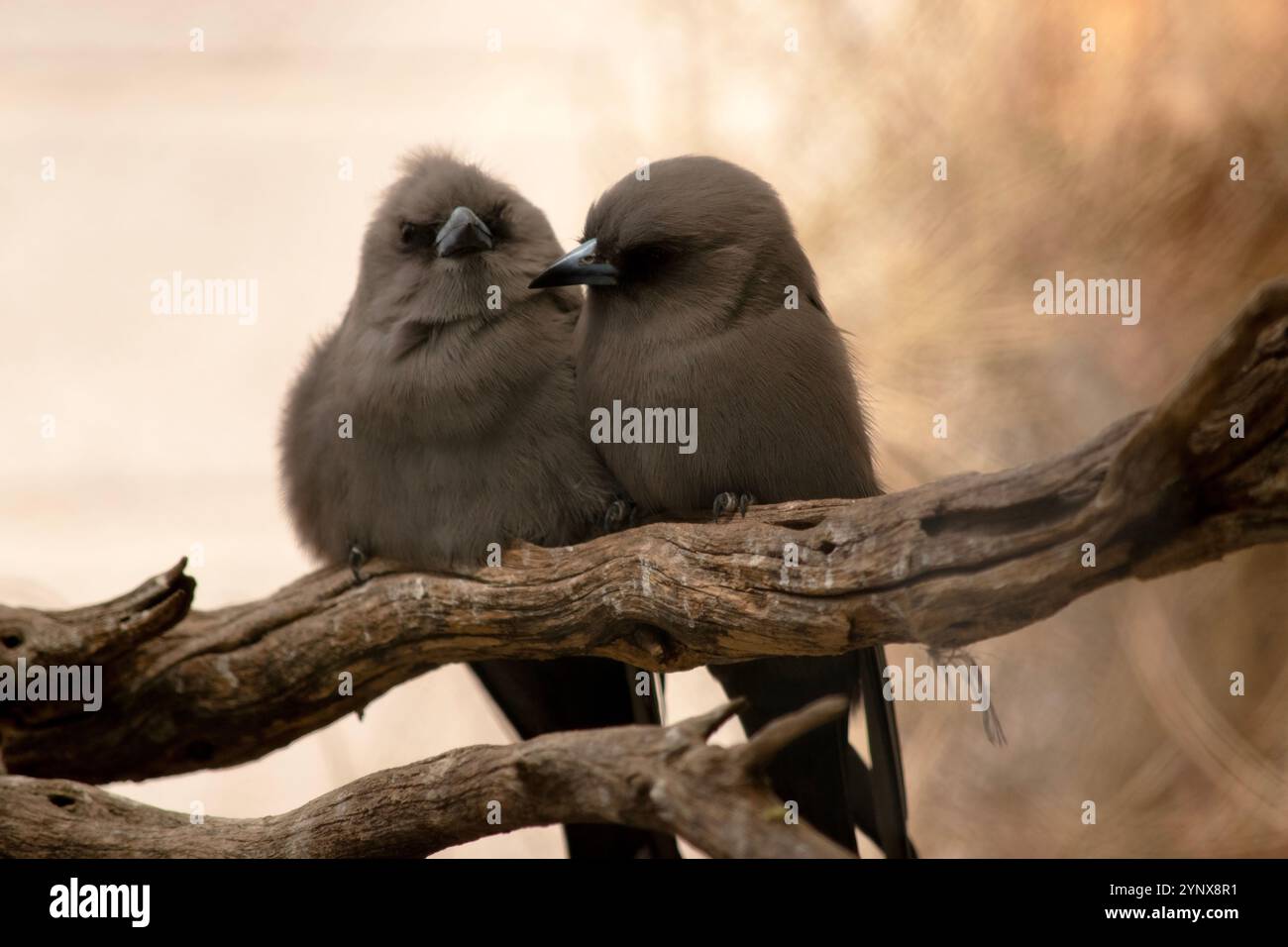 Dark brownish grey plumage hi-res stock photography and images - Alamy