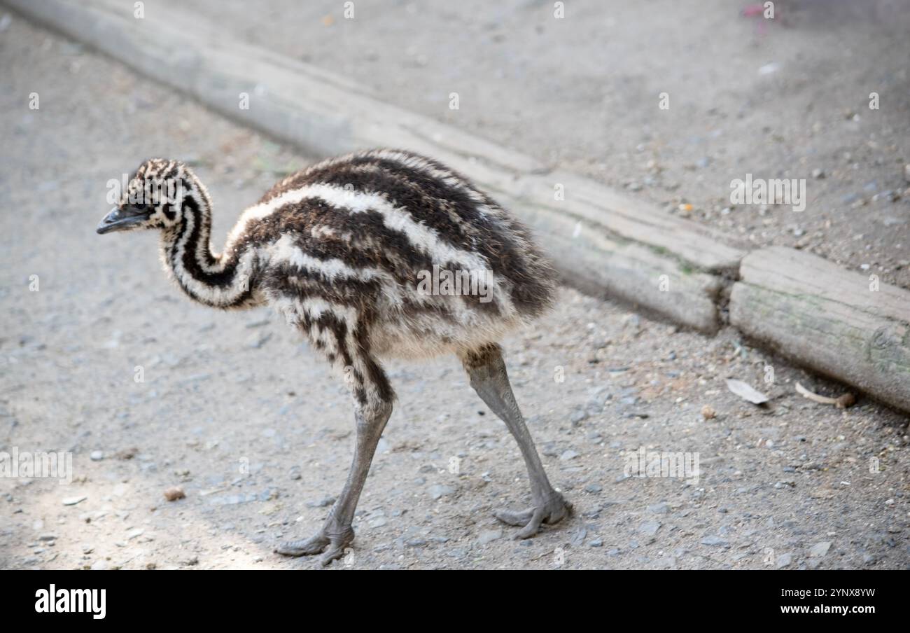 The big emu hi-res stock photography and images - Alamy