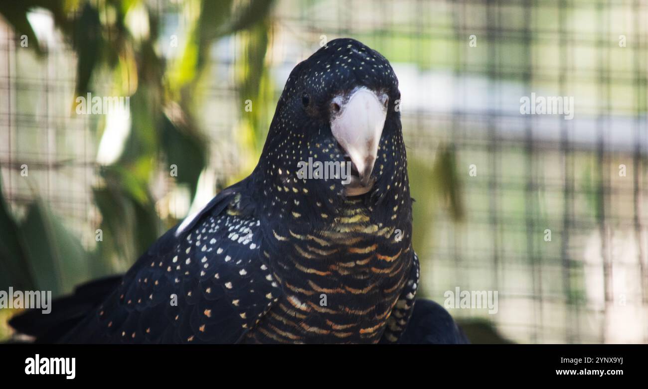 the female red tailed black cockatoo is black with yellow on the ...