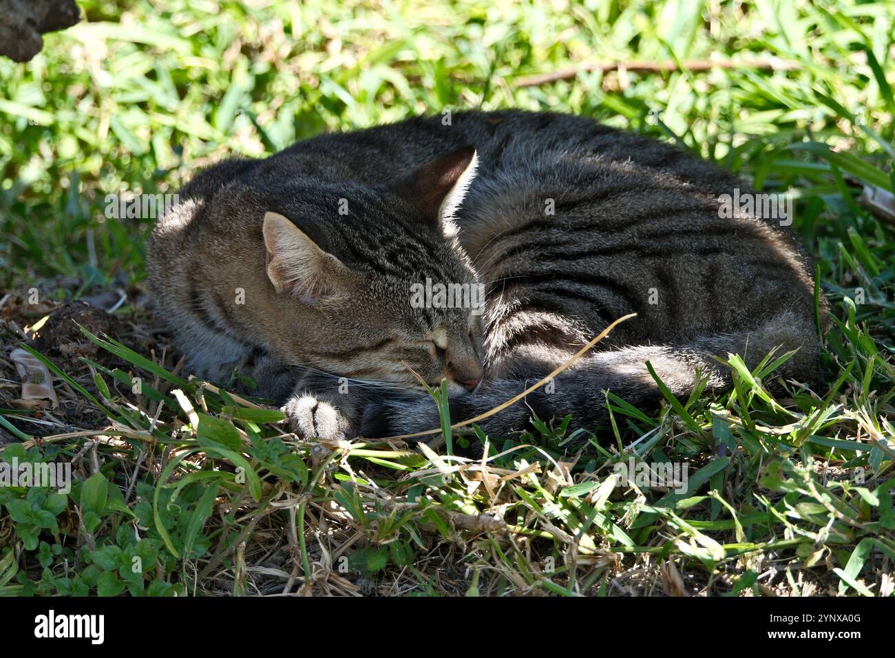 Sleeping tabby wild cat hi-res stock photography and images - Alamy