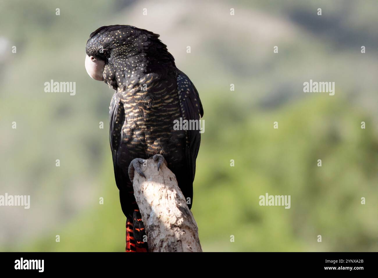 the female red tailed black cockatoo has black feathers etched with ...
