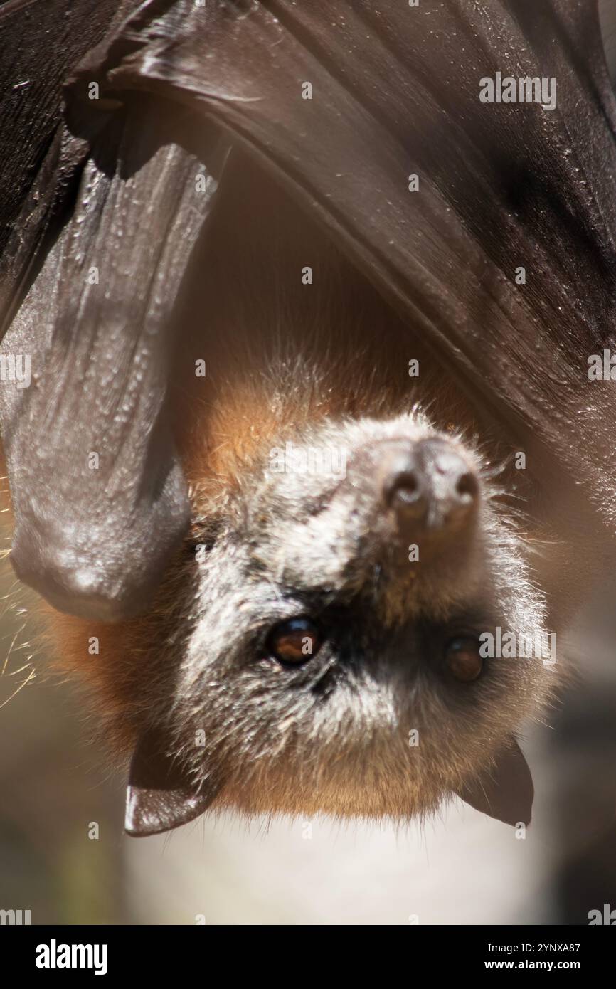 Bats are the only mammals that can fly Stock Photo - Alamy