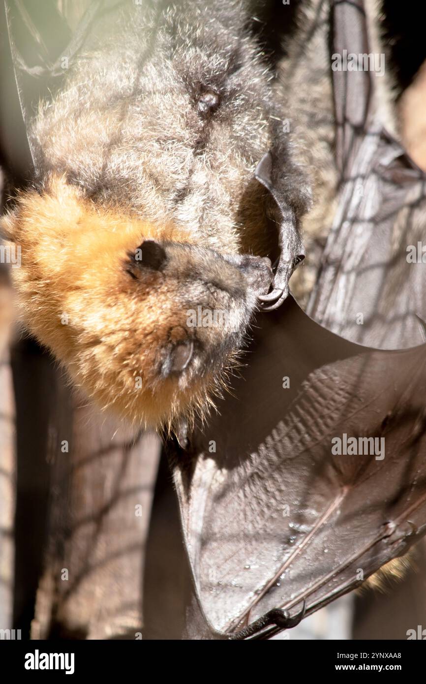 Bats are the only mammals that can fly. Instead of arms or hands, they ...