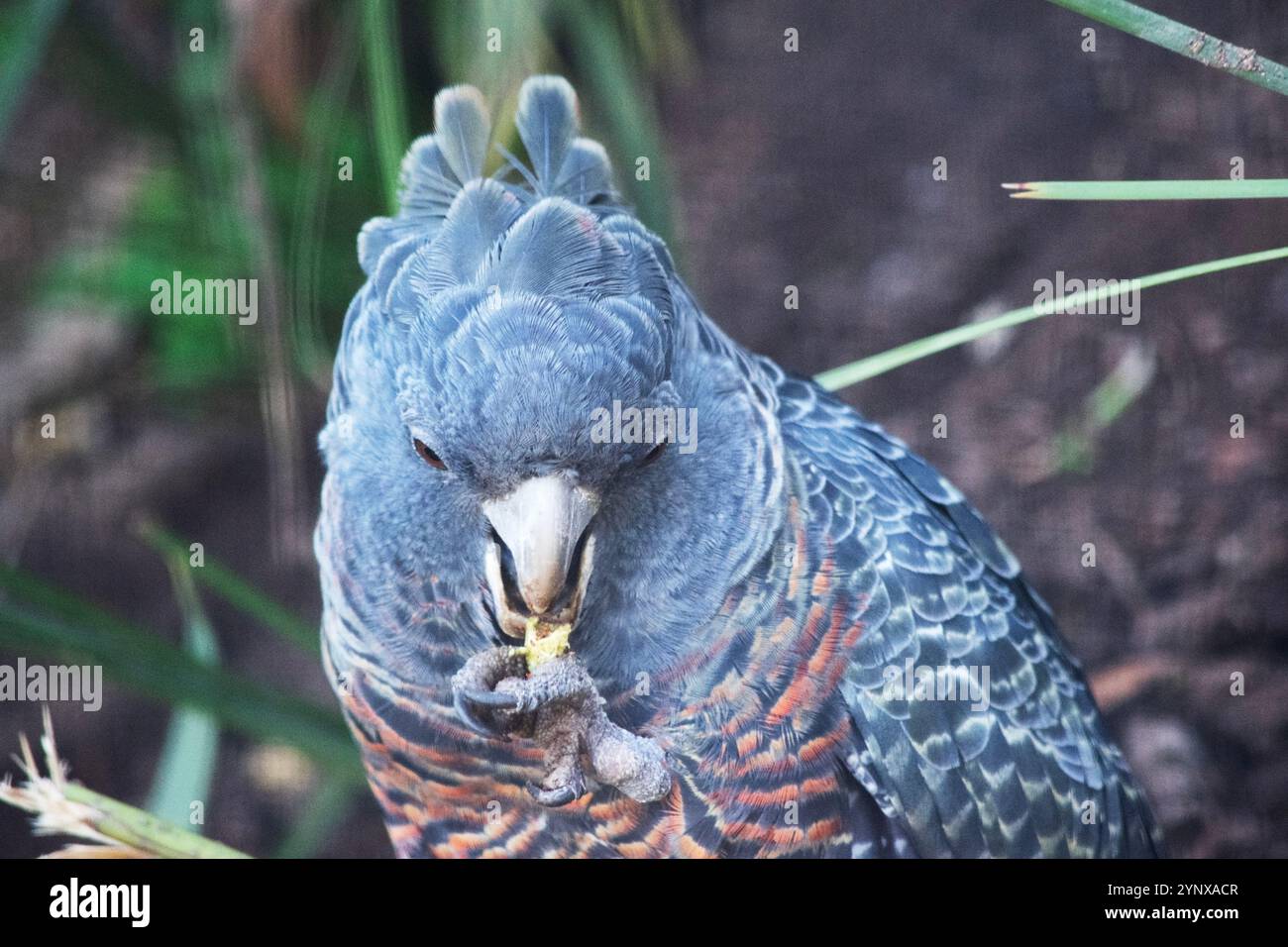 The male gang-gang parrot has a small, stocky cockatoo with a wispy ...