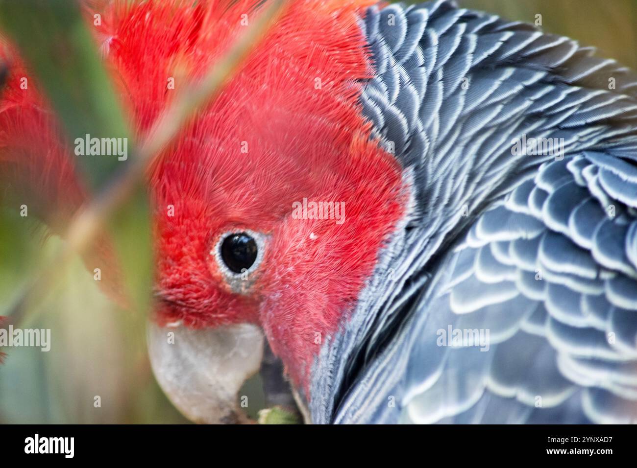 The male gang-gang parrot has a small, stocky cockatoo with a wispy ...