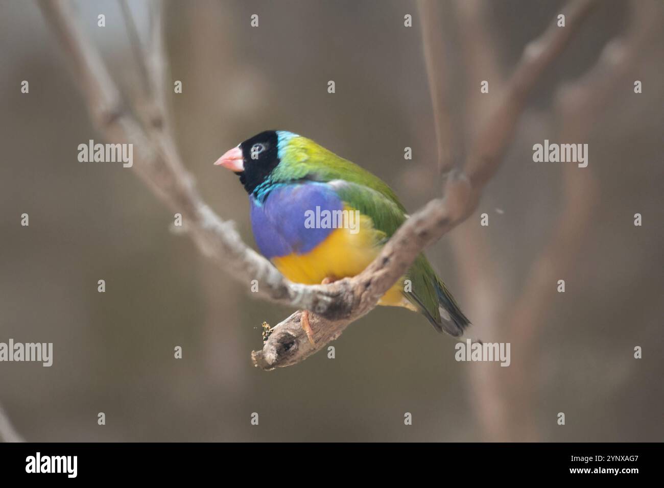 the gouldian finch is a colorful bird Stock Photo - Alamy
