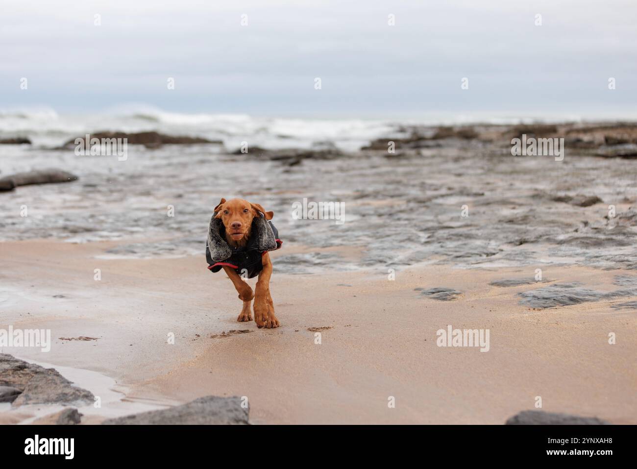 Hungarian vizsla puppy wearing a black and red dog coat whilst playing ...