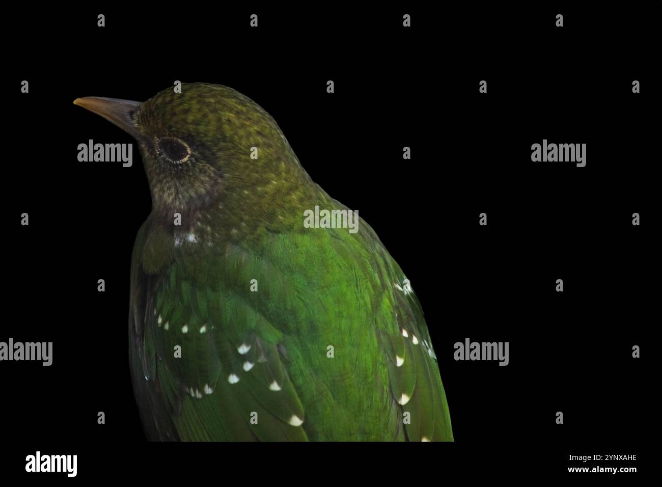 The green bird is spotted white, with a dusky crown, nape and face and ...