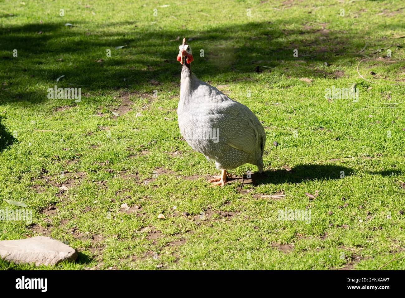 The Helmeted Guinea fowl is gray-black speckled with white Stock Photo ...