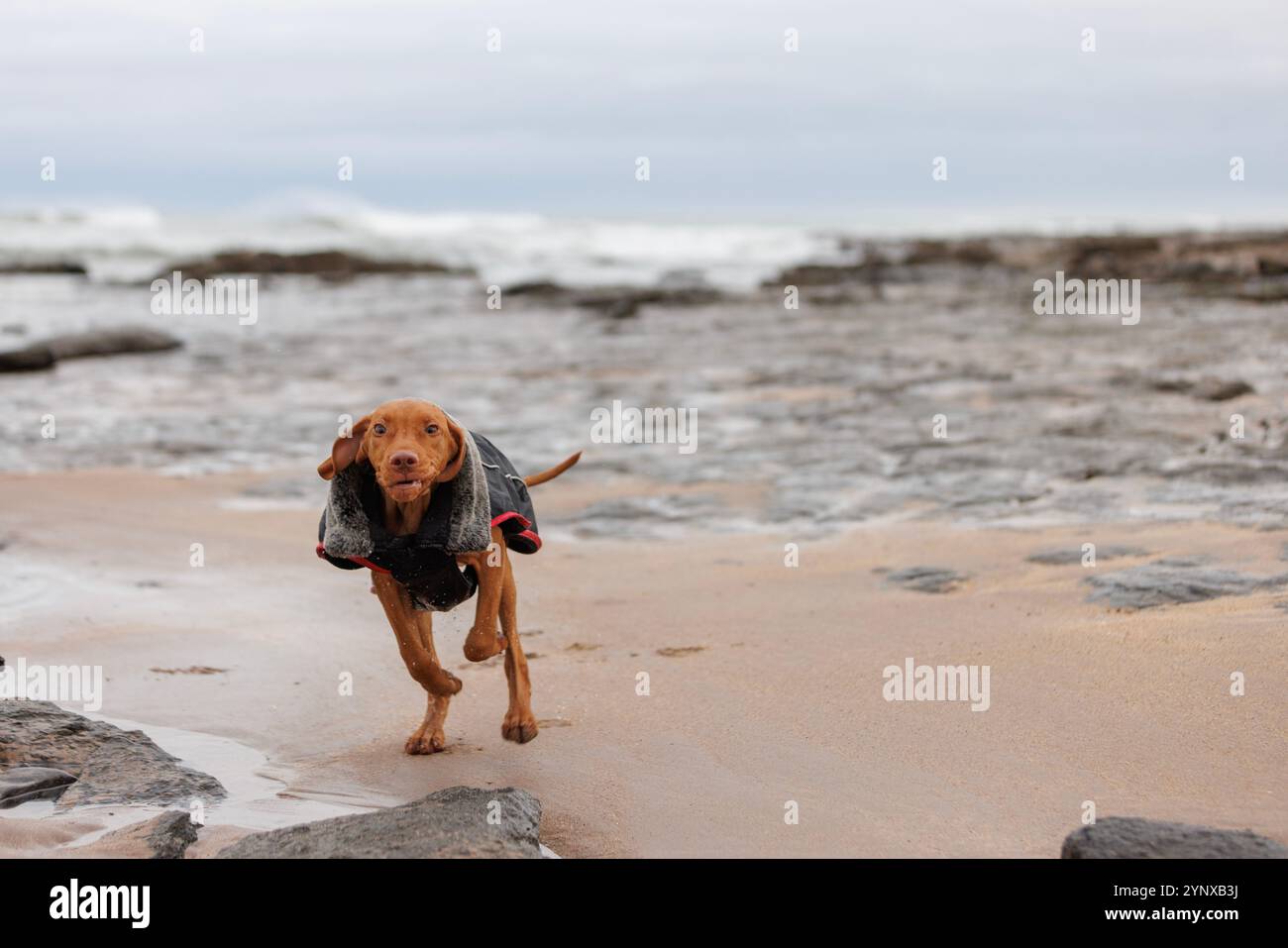 Hungarian vizsla puppy wearing a black and red dog coat whilst playing ...