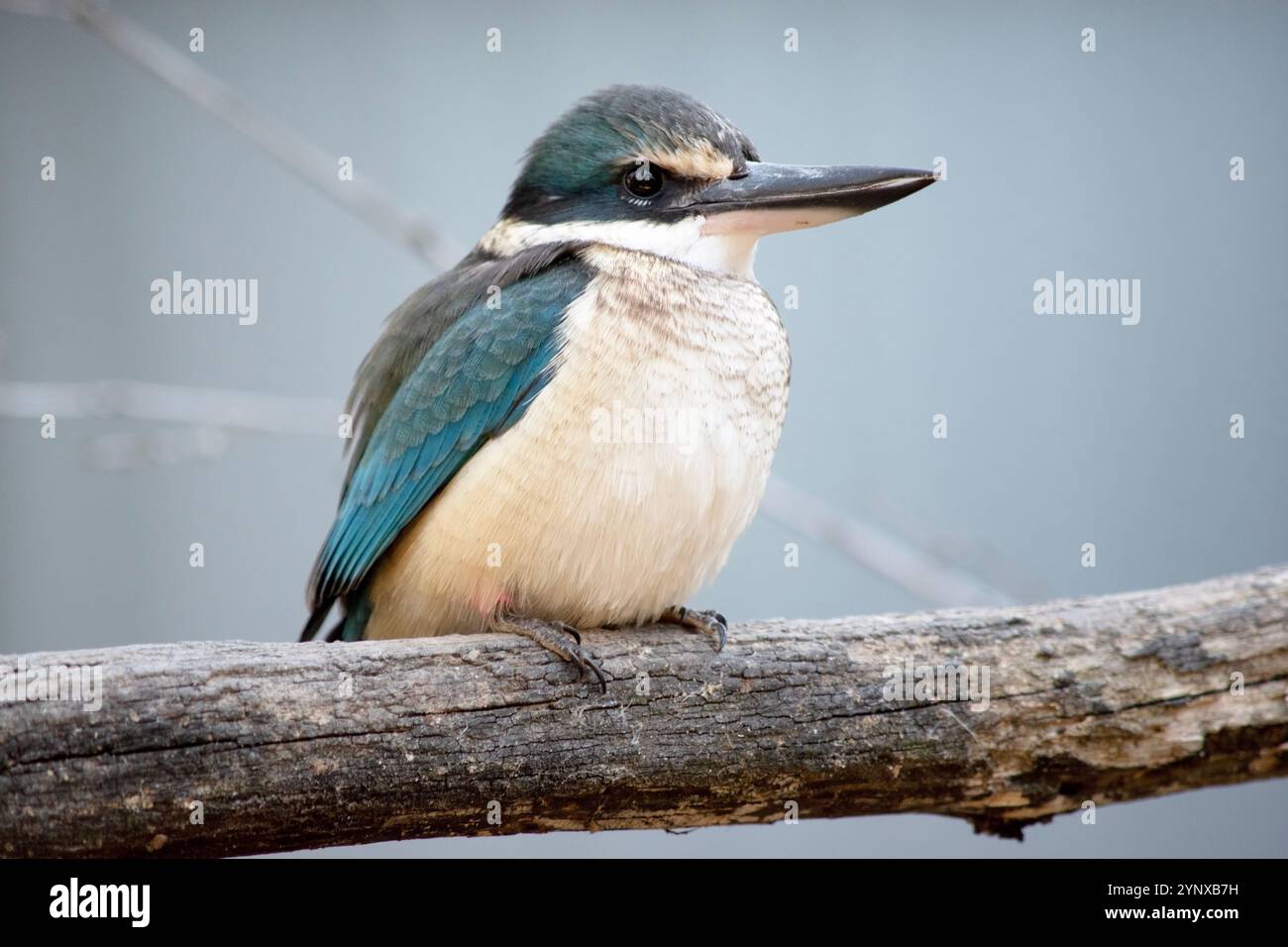 the scared kingfisher has a turquoise back, turquoise blue rump and ...