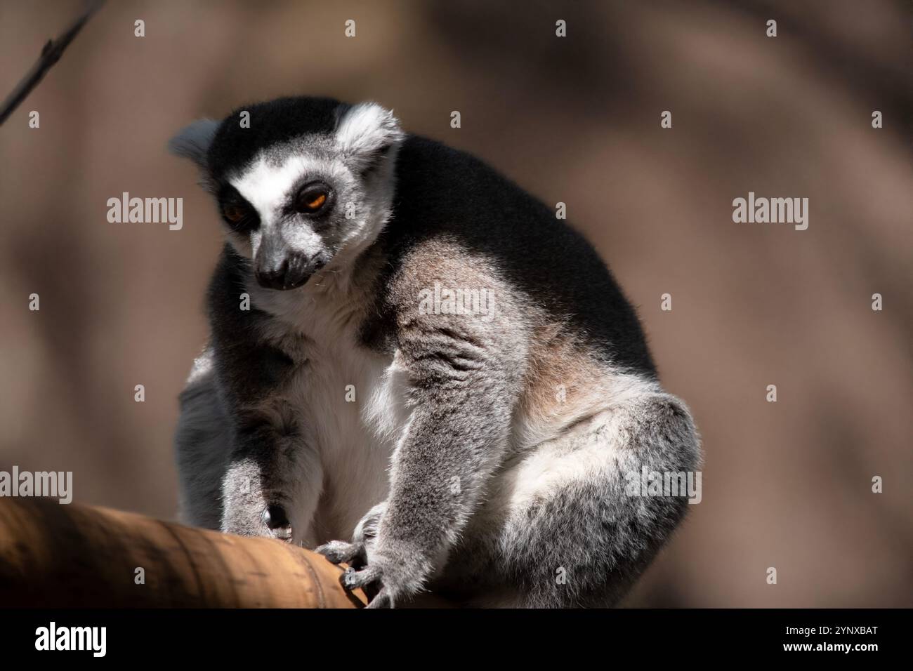 The Ring-tailed lemur backs is grey with grey limbs and dark grey heads ...