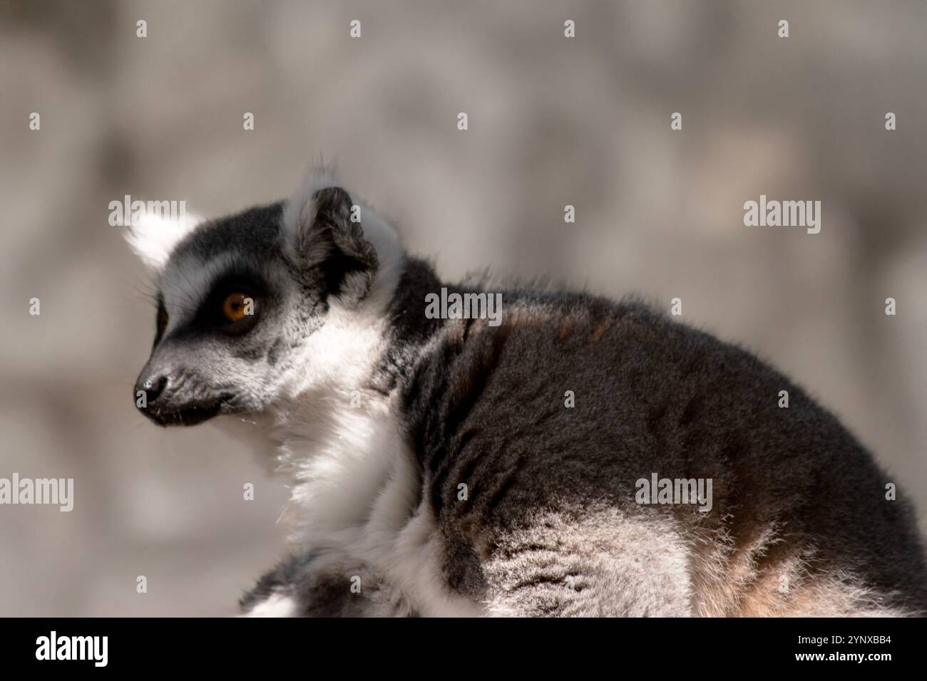 The Ring-tailed lemur backs is grey with grey limbs and dark grey heads ...