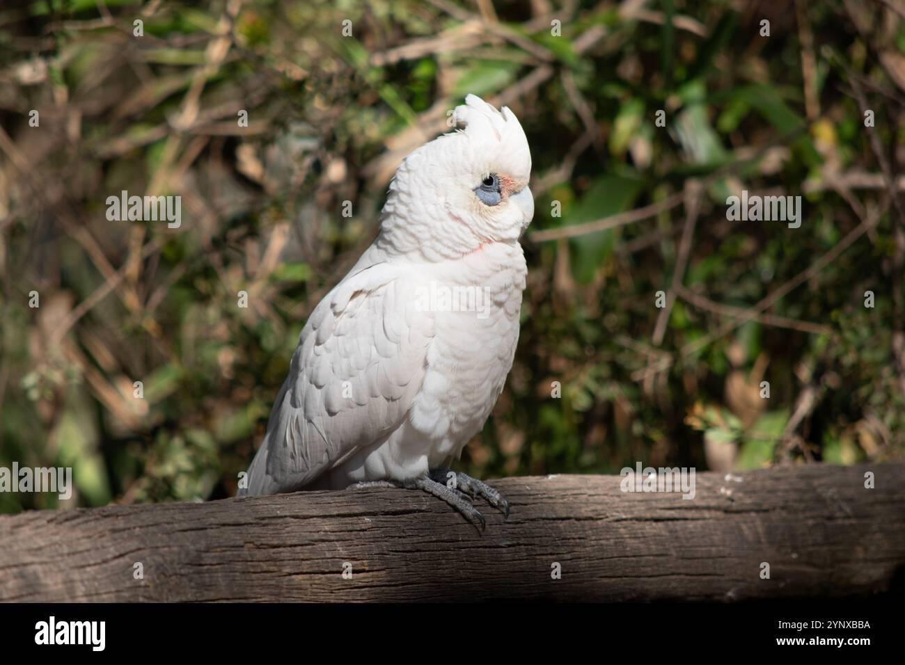 the little corella is an all white bird with red on the face with a ...