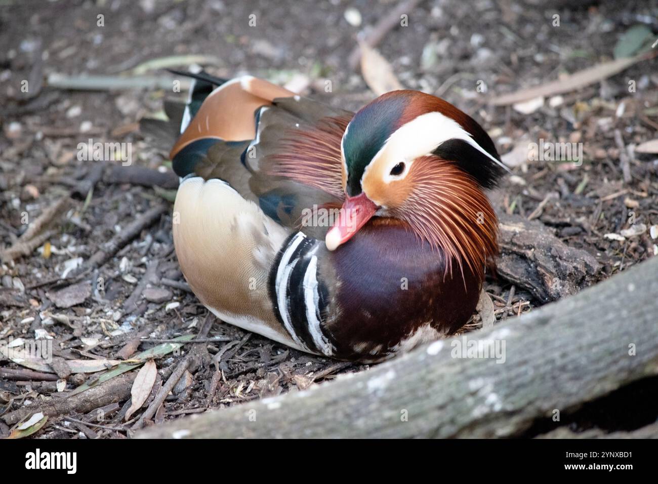 Webbed back feet hi-res stock photography and images - Alamy