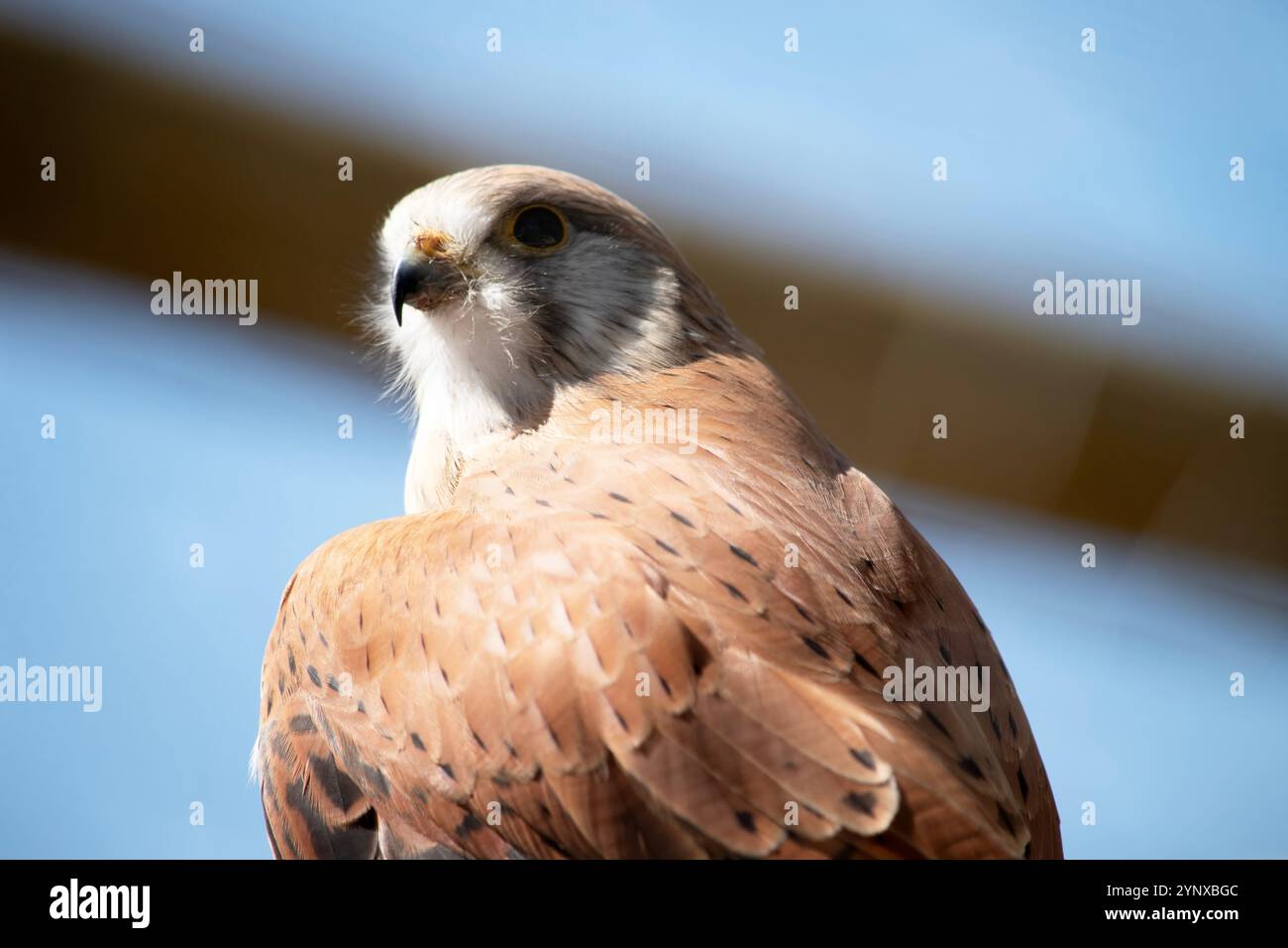 The Nankeen Kestrel is a slender falcon and is a relatively small ...
